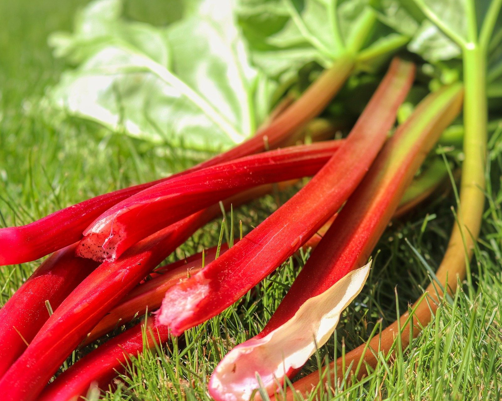 Rabarber: den syrlige forårsbebuder
