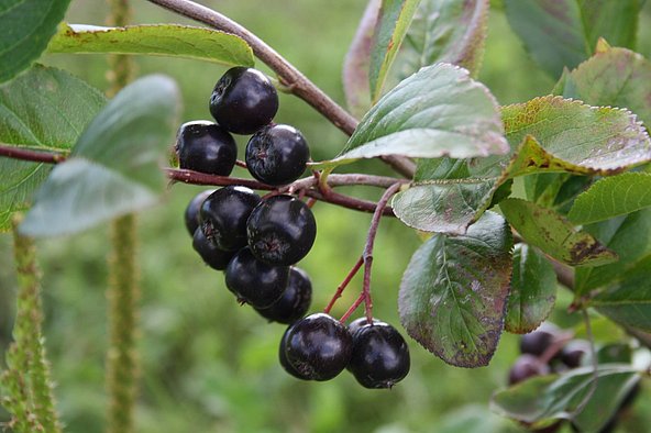 Gårdbutikker på Sjælland